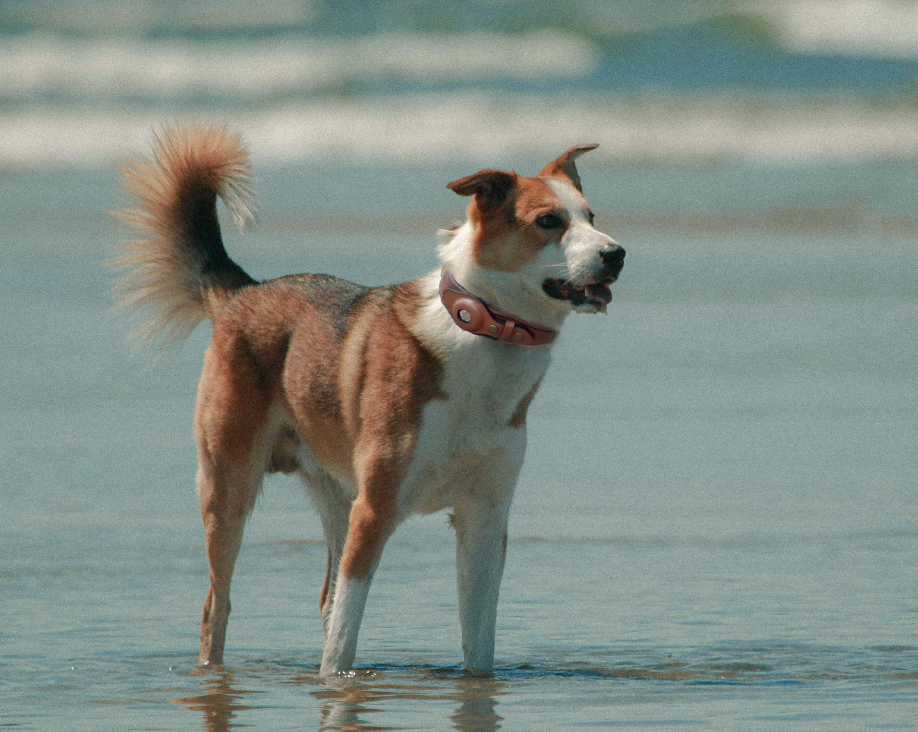 Collar Spot - Premium Airtag Dog Collars